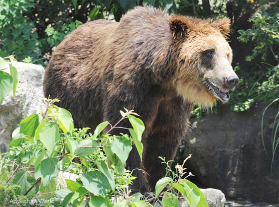 Carnivores Animals | Introduction of Animals | Adventure World