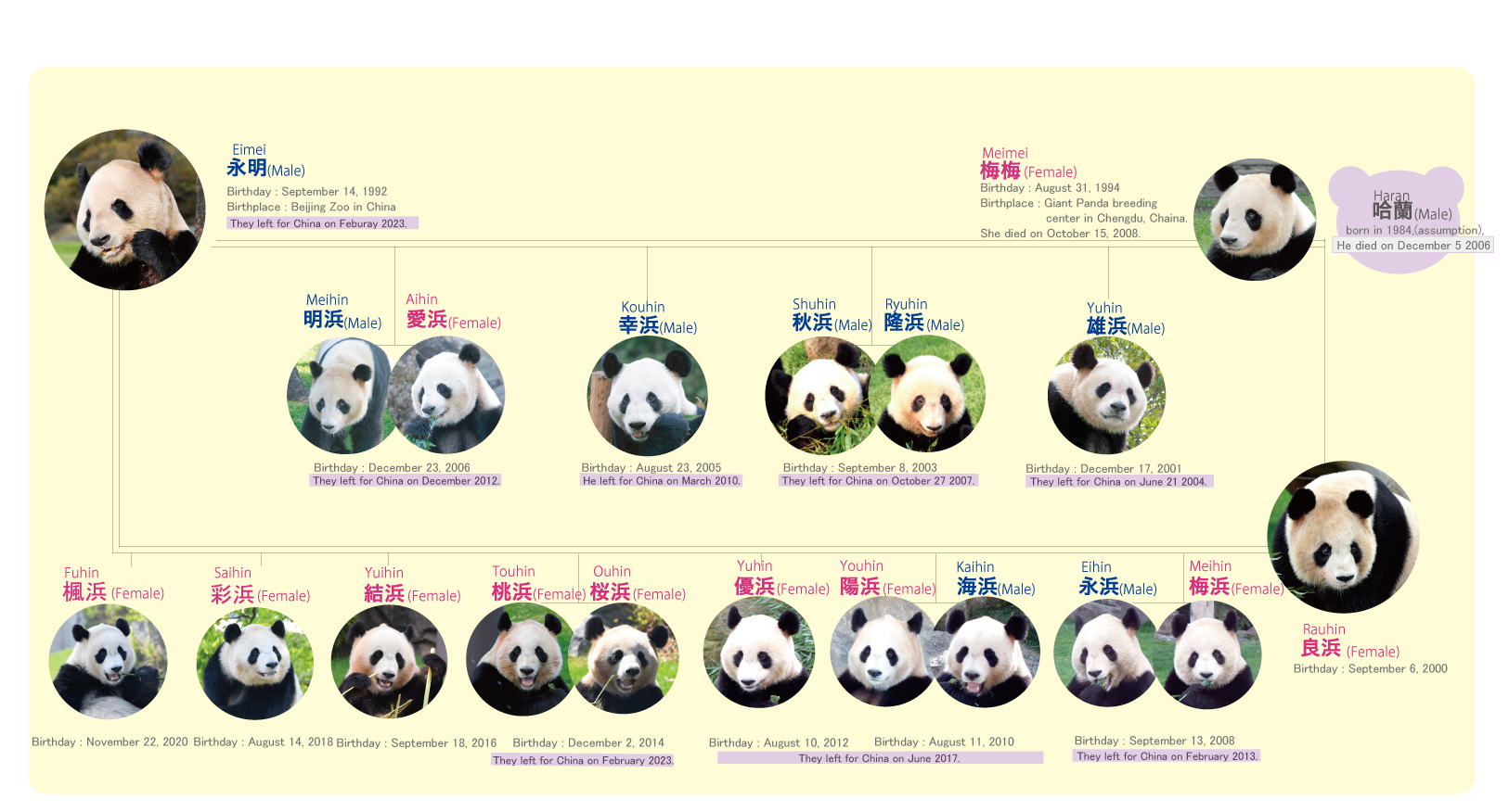 Giant Pandas Introduction Of Animals Adventure World